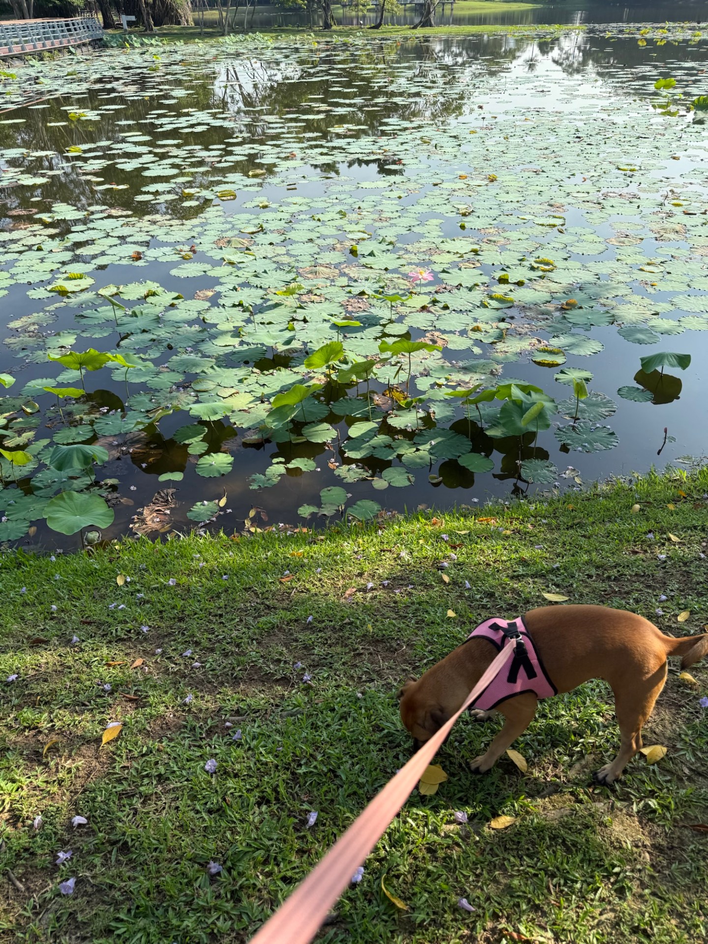 Fun Five – Grace for the soul